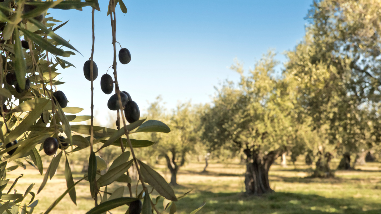 Visit the Olive Grove – Grampians Olive Co.